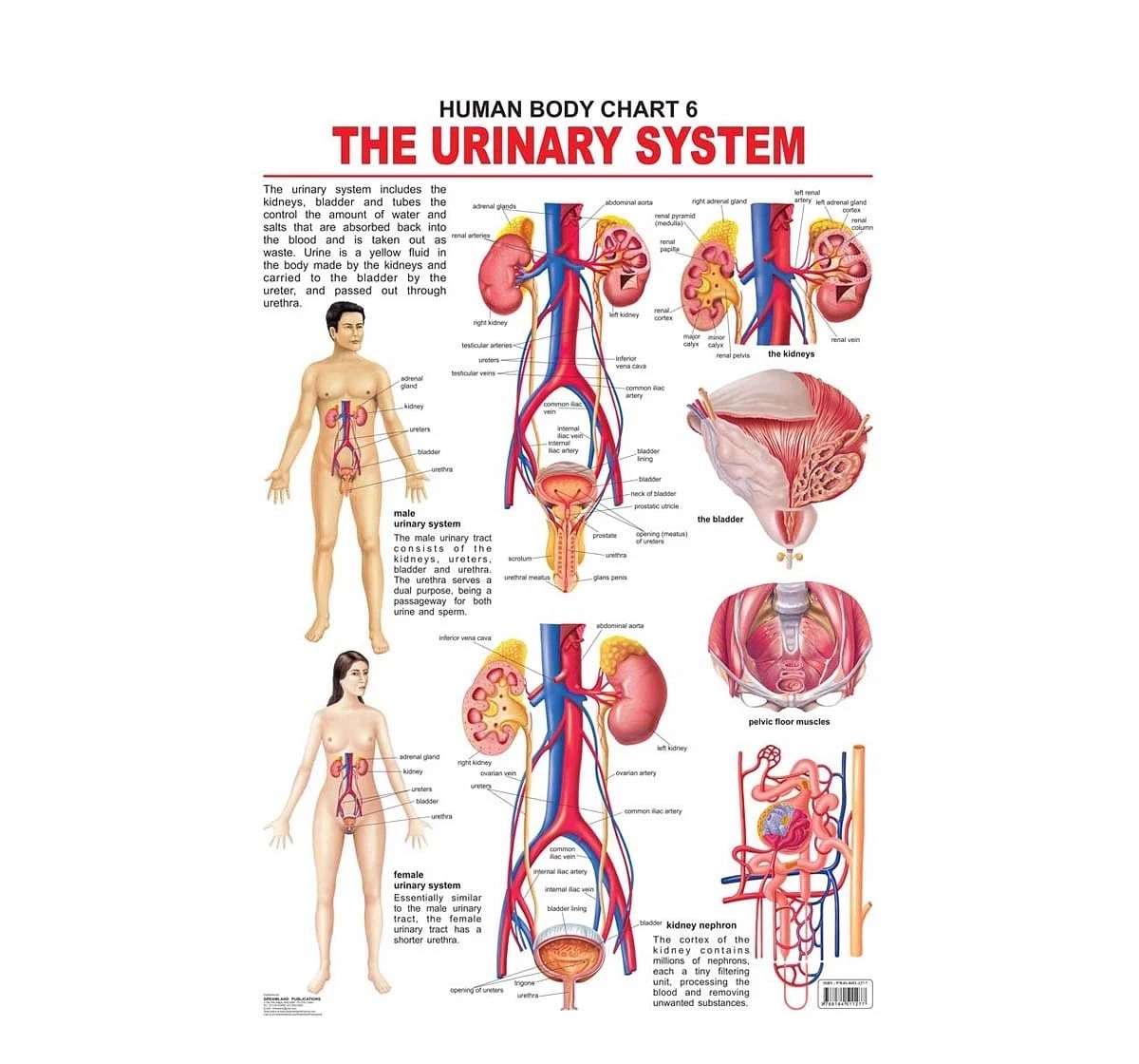 Dreamland the Urinary System Chart for kids 12Y+, Multicolour