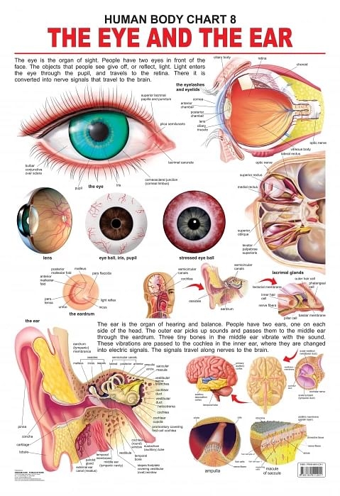 Dreamland The Eye & The Ear Wall Chart (Human Body Chart) Both Side ...