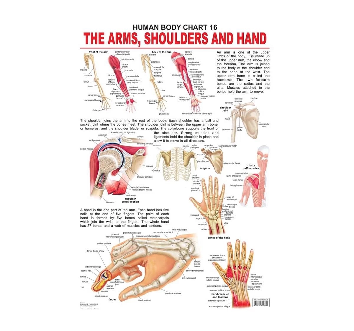 Dreamland the Shoulders, Arms and Hand Chart for kids 12Y+, Multicolour