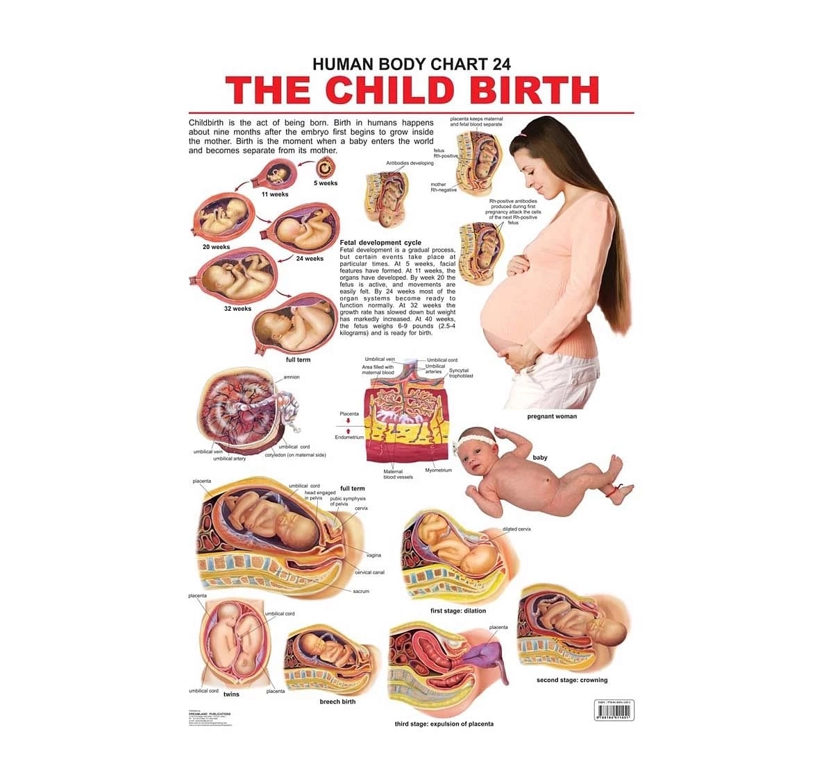 Dreamland the Childbirth Chart for kids 12Y+, Multicolour
