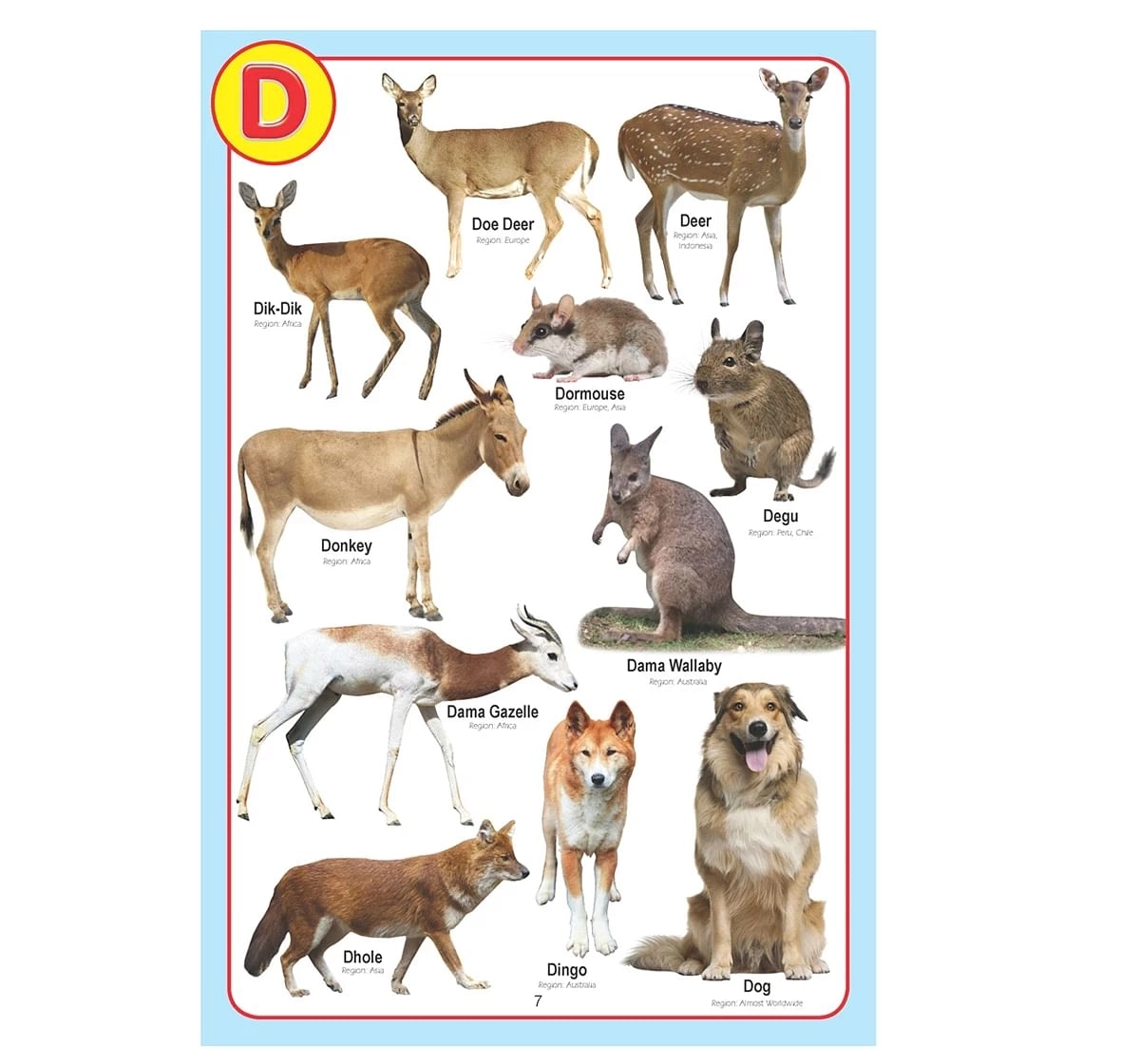 Dreamland Paper Back My Jumbo Animal Pictionary Picture Book for kids ...