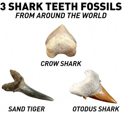 Shop National Geographic Shark Tooth Dig Science Kits for Kids age 8Y ...